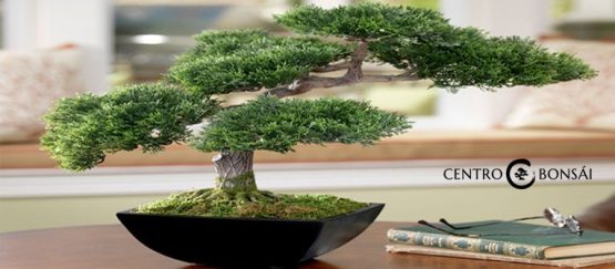 Centro Bonsai Online | Tienda Online Especializada