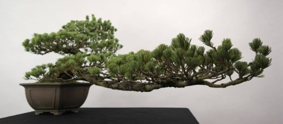 Pinus pinea bonsái | Centro Bonsái Online Especializado