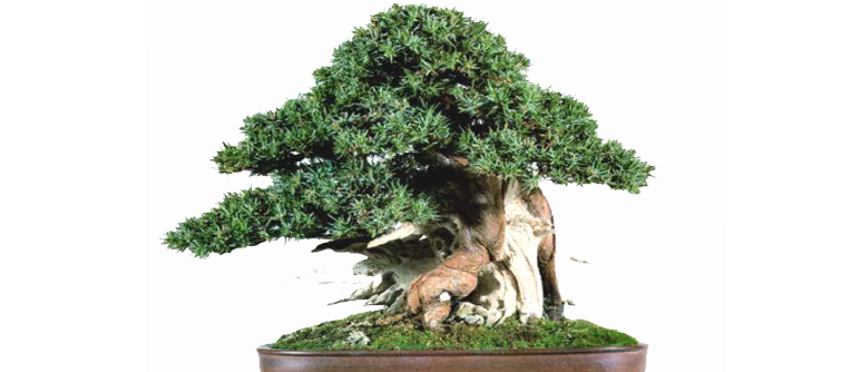 Bonsái grande | Centro Bonsái Online Especializado
