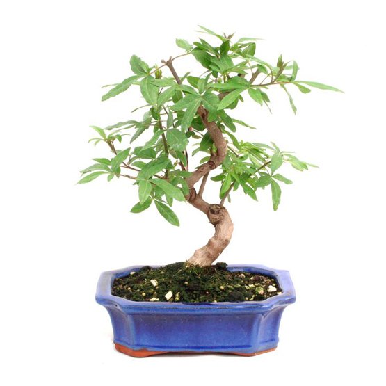 Bonsai 10 años Vitex sp.