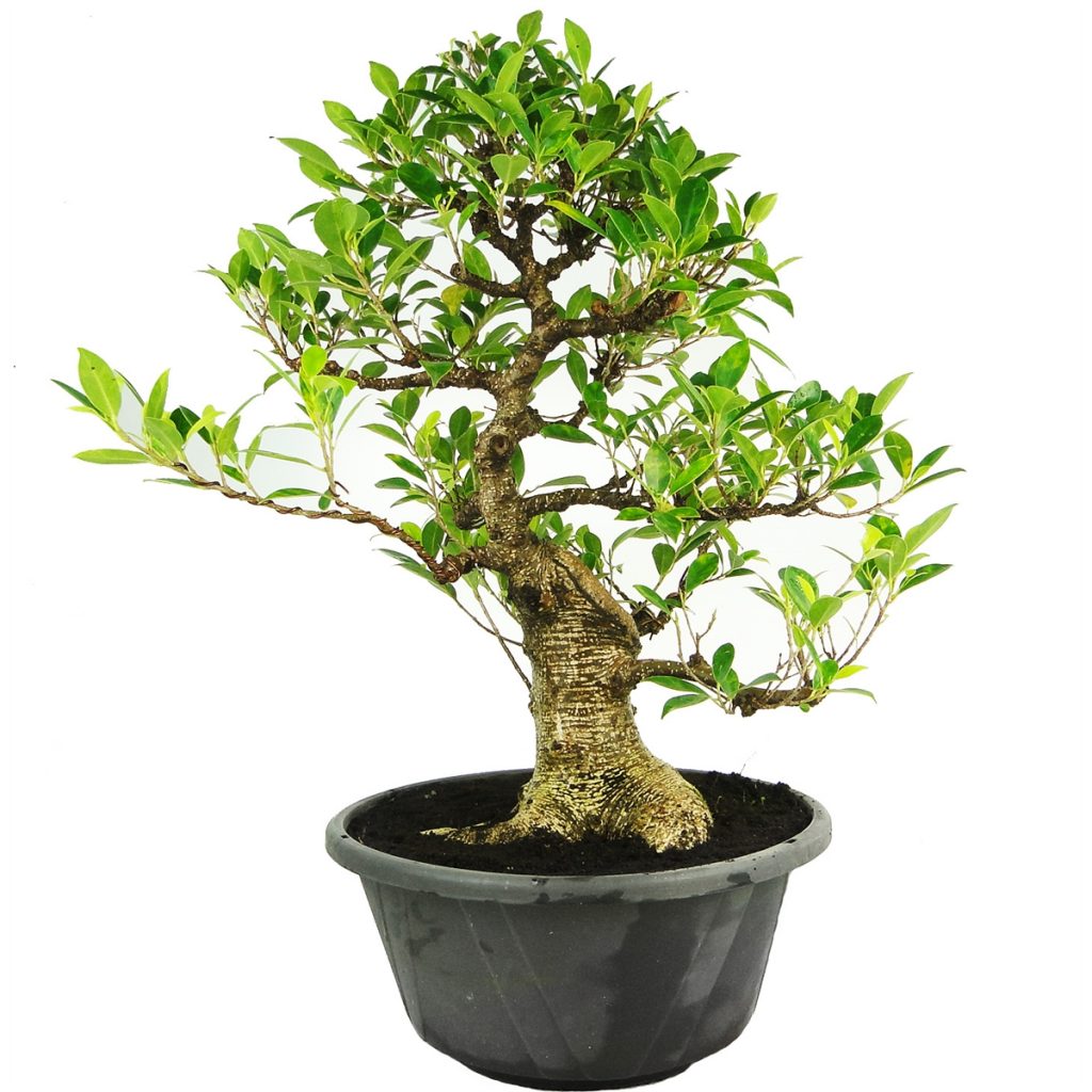 Trucos y Cuidados para el Bonsá Ficus | Ficha Técnica del Bonsai Ficus